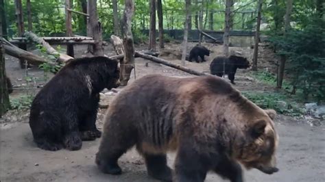 에버랜드 사파리월드 와일드트램 에버랜드 사파리월드 와일드트램 Youtube