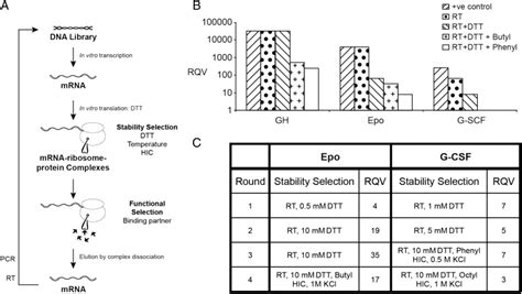 A Schematic Of The Selection Cascade Incorporating Stability Download Scientific Diagram