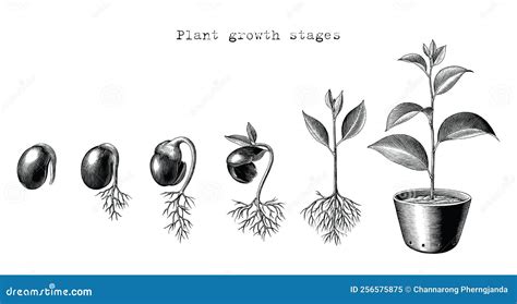 Fase De Crecimiento De La Planta Reconvertida Ilustración Del Vector