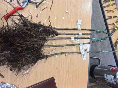 Tree Rootstock Sizes Guide How Big Will My Garden Tree Get Garden Ninja Lee Burkhill Garden