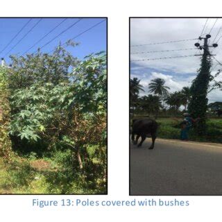 Transformer Covered With Trees And Creepers Figure Overhead Lines Download Scientific