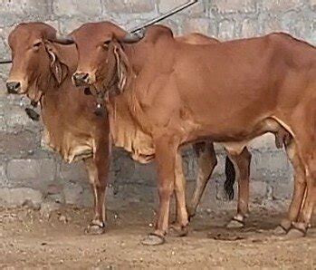 Buy Healthy Cows Online Gir Hf Sahiwal Rathi And More At