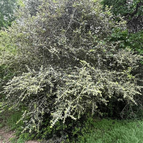 Yaupon Holly Shrub