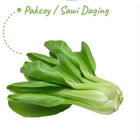 Pakcoy Sawi Daging Pakcoy Hidroponik Shopee Indonesia