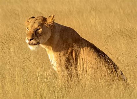 Zanzibar Saadani Safari And Wildlife By The Ocean With Flight Getyourguide