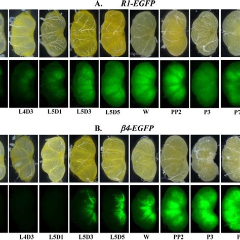 Enhanced Green Fluorescent Protein Egfp Fluorescence Expression In Download Scientific