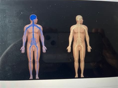 Lab Final Flashcards Quizlet Lab Final Flashcards Quizlet