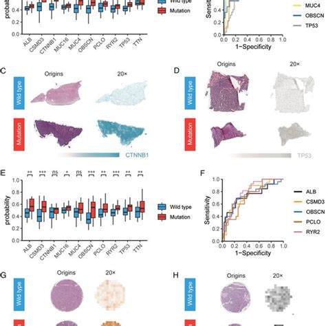 Gene Mutation Prediction Results In Both The Test And External