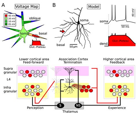 Projects Neurosim Lab