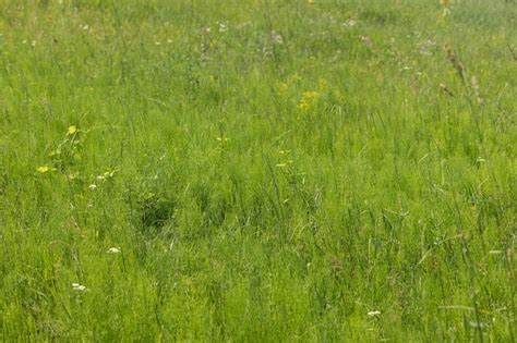 Small Patch Grass Images Free Download On Freepik