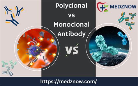 Polyclonal Vs Monoclonal Antibody Whats The Differences