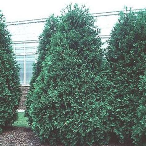 Techny Arborvitae Creative Tree Center
