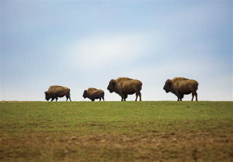 Wisconsin Bison Farm Produces Tasty Healthy Bison Meat Farm Flavor