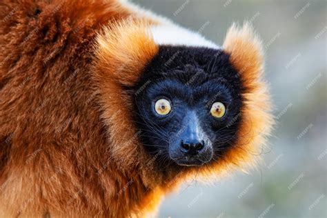 Macaco Lêmure Vermelho Mamífero E Mamíferos Mundo Terrestre E Fauna