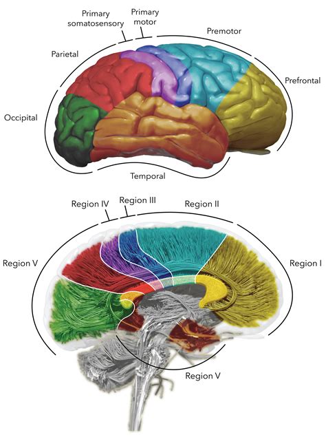 Corpus Callosum Diagram