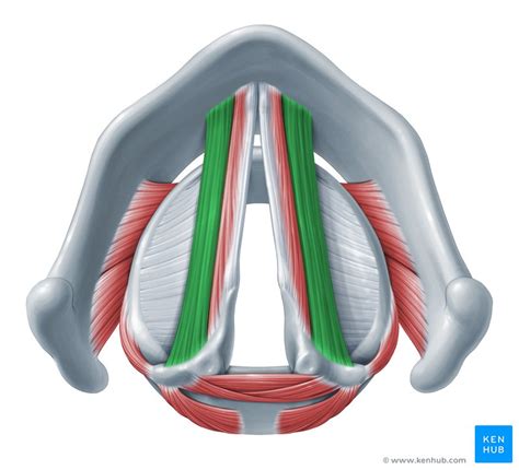Thyroarytenoid Origin Insertion Innervation Action Kenhub