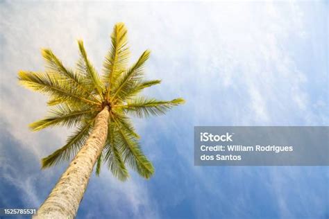 푸른 하늘을 배경으로 한 야자수 열대 해안의 야자수 빈티지 톤과 양식 코코넛 나무 여름 나무 0명에 대한 스톡 사진 및 기타 이미지 Istock
