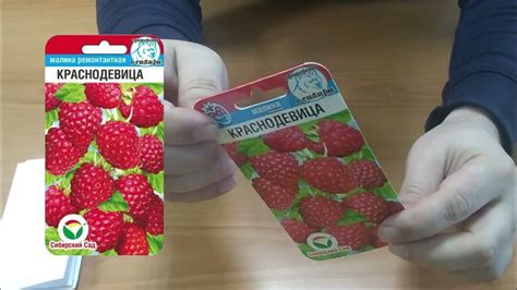 Как прорастить семена малины в домашних условиях Посев в боксы Youtube