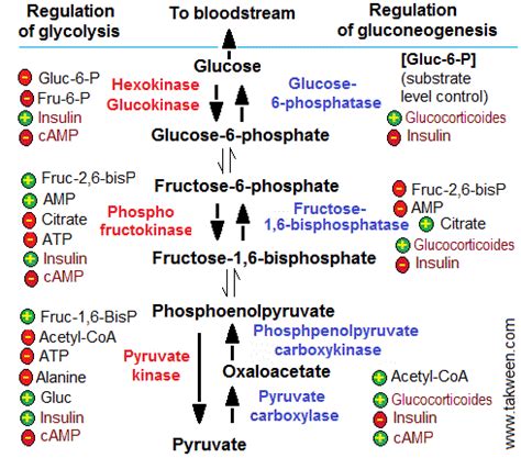 Metabolism Glycolysis Neoglucogenesis
