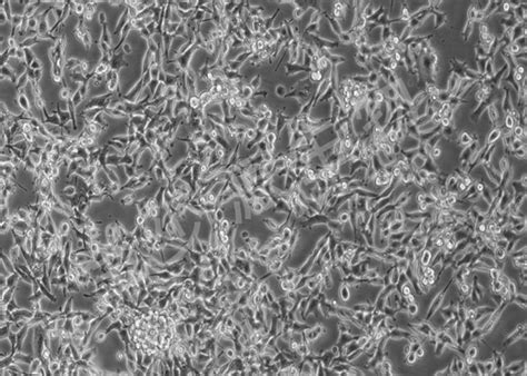 Mc38细胞 小鼠结肠癌细胞 金少源 上海 生物科技有限公司