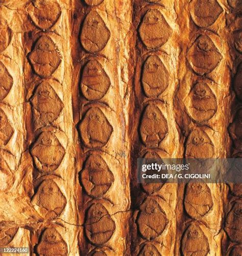 Lycopodiophyta Photos And Premium High Res Pictures Getty Images