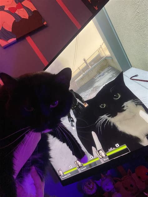 😱 L4d Tuxedo Kitty Irl And In Game R Videogames