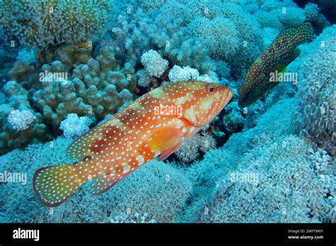 Six Striped Grouper Cephalopholis Sexmaculata Dive Site Elphinstone Reef Egypt Red Sea