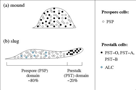 Figure 1 From Modelling Cell Movement Cell Differentiation Cell Sorting And Proportion