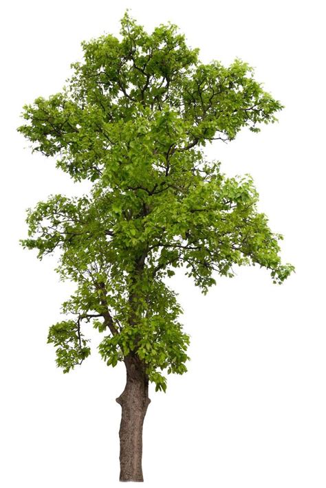 Isolated Big Tree On White Background With Clipping Path Stock Photo At Vecteezy