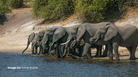 The Elephants Of Chobe National Park Wild Safari Guide