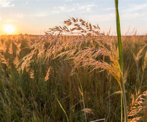 Unique Ornamental Native Grasses For Shape And Movement Gardening Know How