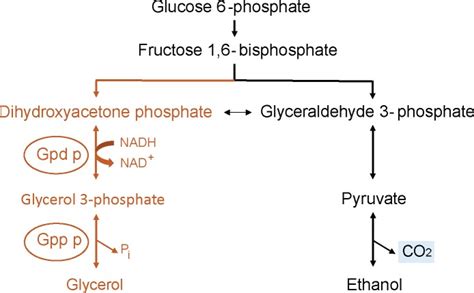 Glycerol Production By Fermenting Yeast Cells Is Essential For Optimal