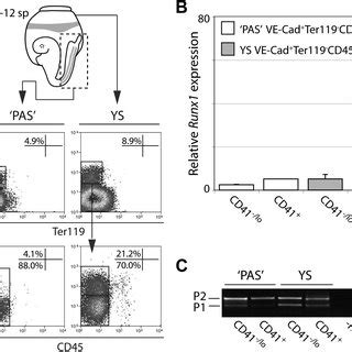 Schematic Of The Mouse Runx1 Locus And The Mutations Introduced In The Download Scientific