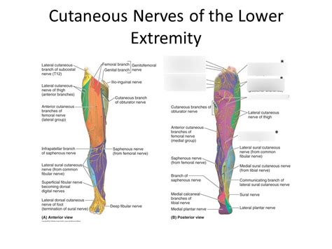 Cutaneous Nerves Of The Lower Extremity Diagram Quizlet