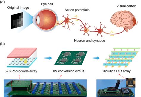 a gate multiplexing architecture based avsms for the emulation of human
