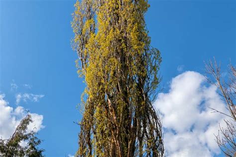 15 Tall Skinny Trees You Can Grow For Yard Privacy The Backyard Pros