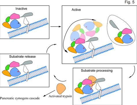 Proposed Working Model For HEP In Inactive State The Multi Domains Of Download Scientific