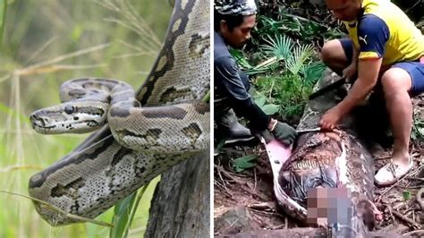 Woman Found Inside Giant Python After Buying Medicine For Son Husband