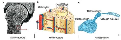 Hierarchical Organization Of Bone Tissue A Macrostructure Of