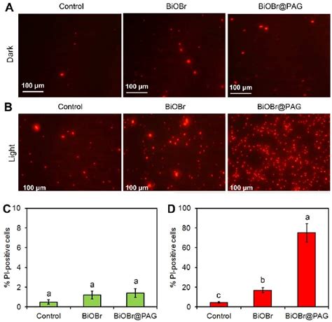Cell Death Induced By The Biobr Nanosheets And Biobr Pag Gel A B Download Scientific