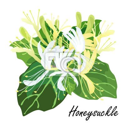 Honeysuckle Lonicera Japonica Hand Drawn Realistic Vector • Wall