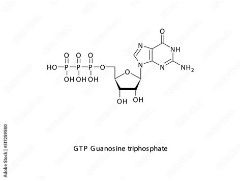 Gtp Guanosine Triphosphate Nucleoside Molecular Structure On White