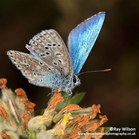 Alpine Butterflies On Behance