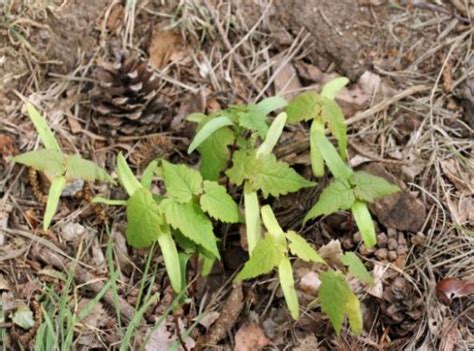 Using Natural Regeneration Forest Research