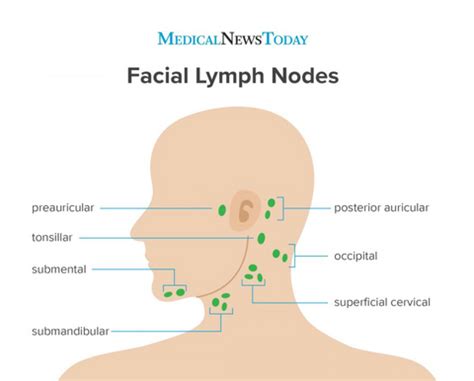 Understanding Lymph Nodes Behind The Ear Functions Swelling And Tre