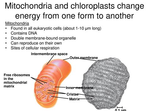 Cell Structure and Function - ppt download
