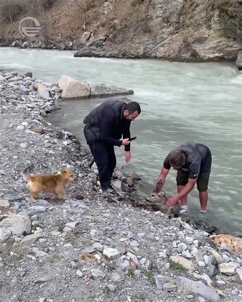 🦌 მდინარე არაგვში ჩავარდნილი შველი ფასანაურის მკვიდრმა გადაარჩინა და ბუნებას უვნებელი დაუბრუნა 👏