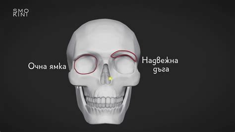 Анатомия на Череп с Наименования на Отделните му Части Кости на Черепа Уроци по Рисуване