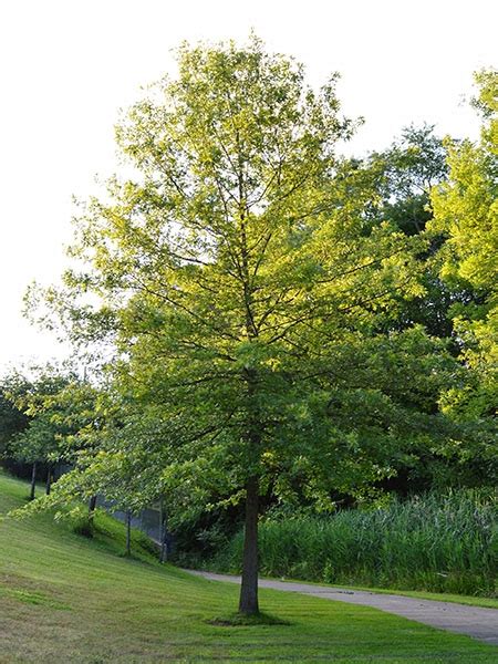 Pin Oak Tree Resources Tree Lafayette