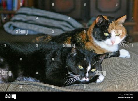 A Colorful Calico Cat And A Tuxedo Cat With Distinctive Markings Are